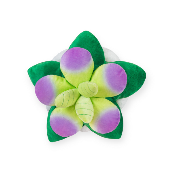 Squishable Mini Succulent – Born Yesterday